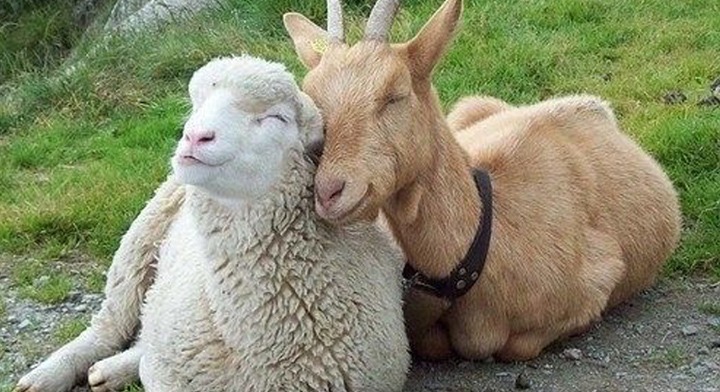 ¿Chivo, cabra u oveja? Claves para distinguir estos animales del campo ...