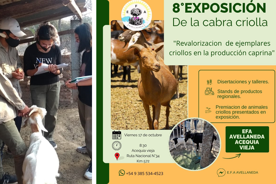 Se viene la 8ª Exposición de la Cabra Criolla | Nuevo Diario Web