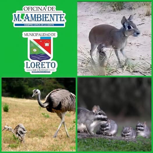 Refuerzan la protección de la fauna local y prohíben la caza y la pesca ...