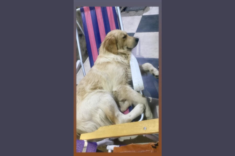 Buscan intensamente a “Nazareno”, un perro golden retriever ...