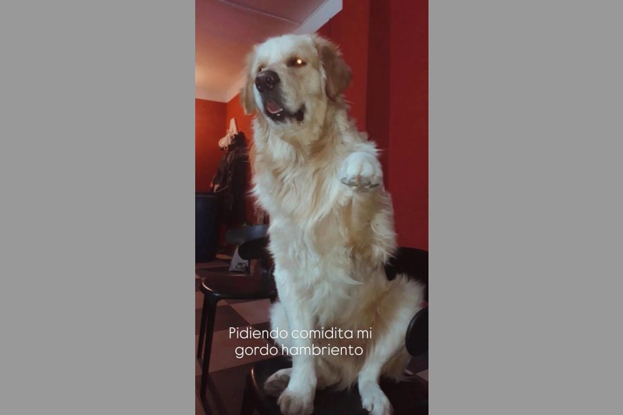 Buscan intensamente a “Nazareno”, un perro golden retriever ...