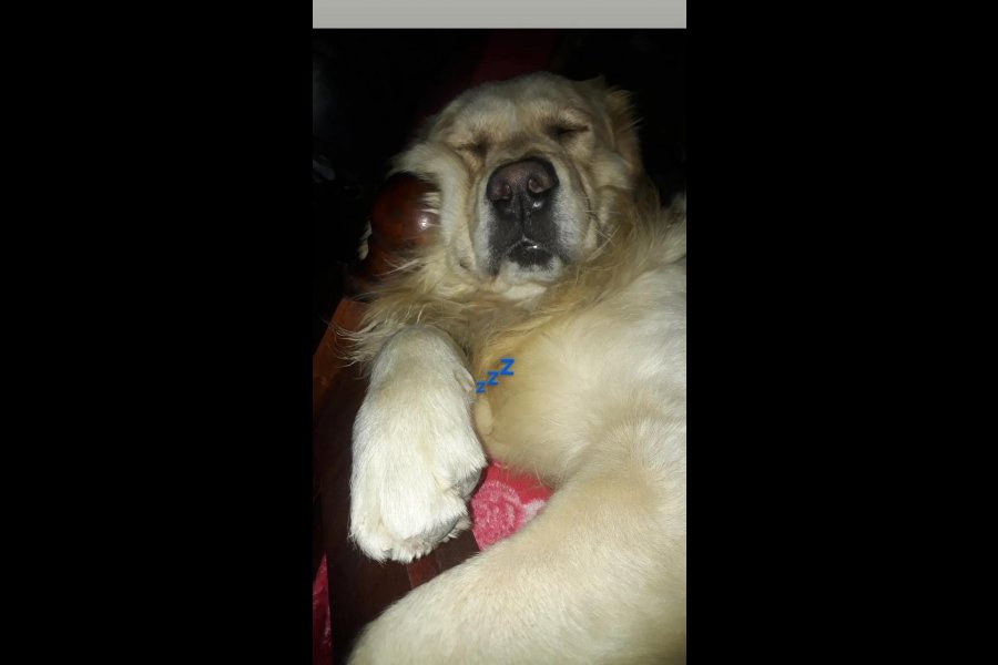 Buscan intensamente a “Nazareno”, un perro golden retriever ...