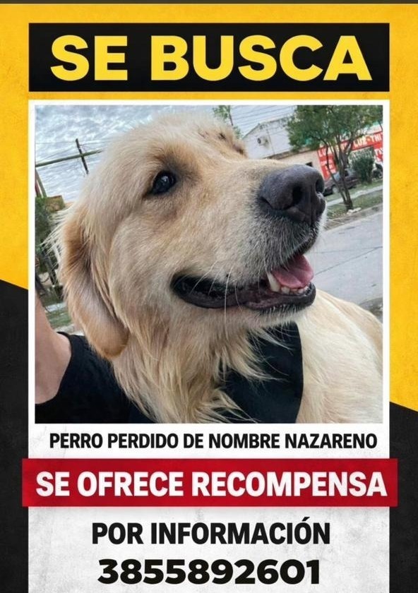 Buscan intensamente a “Nazareno”, un perro golden retriever ...