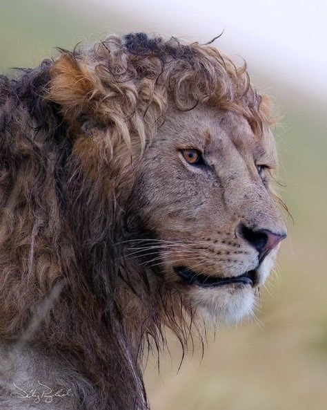 No es el “León Santafesino”: el león africano con rulos que sorprendió ...