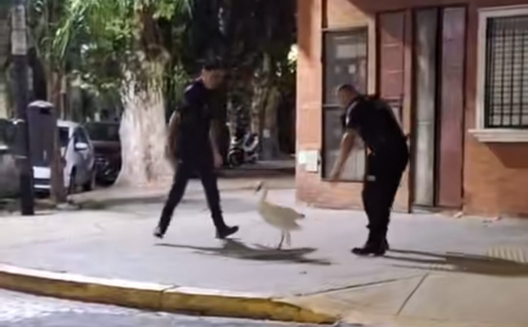VIDEO | Policías intentaron atrapar a un pato en plena ciudad y el ...