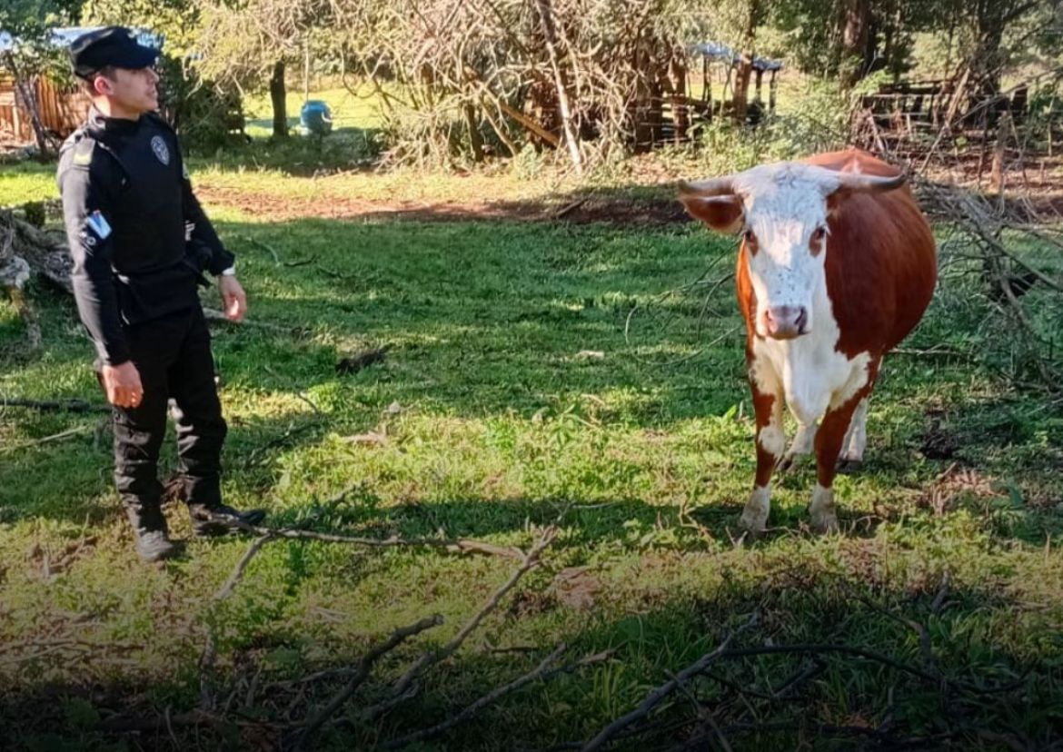 Insólita disputa entre vecinos por una vaca terminó con intervención ...