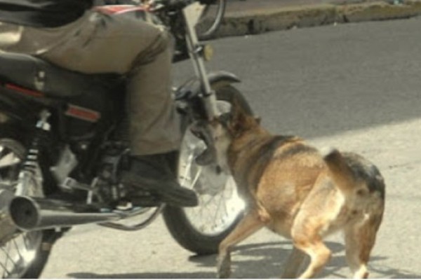 Un perro atacó a una mujer en moto y los dueños fueron condenados a ...