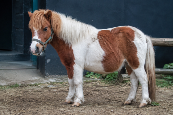 Quiso vender un pony robado por Marketplace y terminó detenido | Nuevo ...