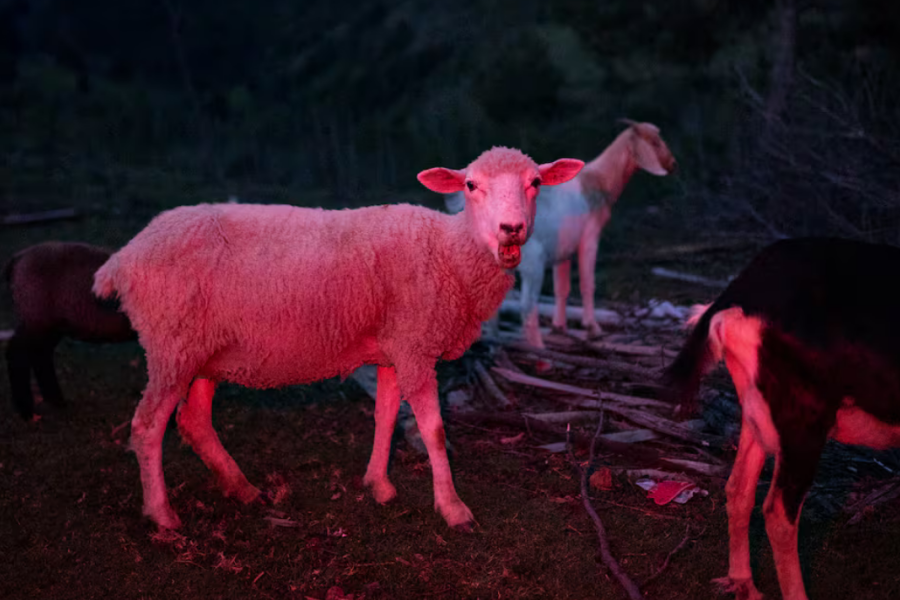 Una familia encontró a todas sus ovejas muertas dentro del corral ...