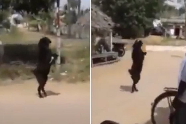 Video | Una cabra "endemoniada" entró caminando en dos patas a un ...