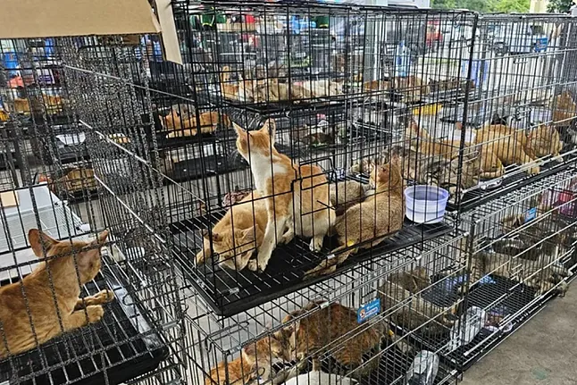 Rescataron más de 400 gatos que iban a ser vendidos como alimento ...